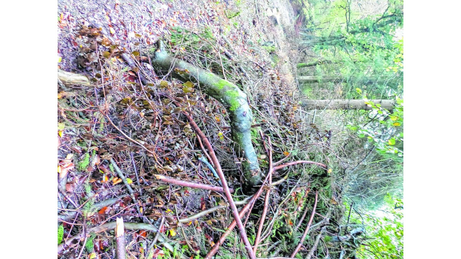 Frevel an einer Süntelbuche | Schaumburger Wochenblatt